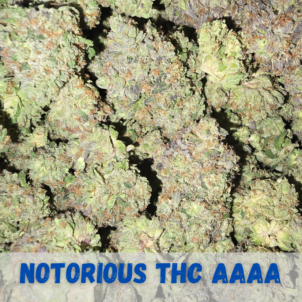 Buy Notorious THC AAAA 28% THC Cannabis Online in Canada Local Delivery ...